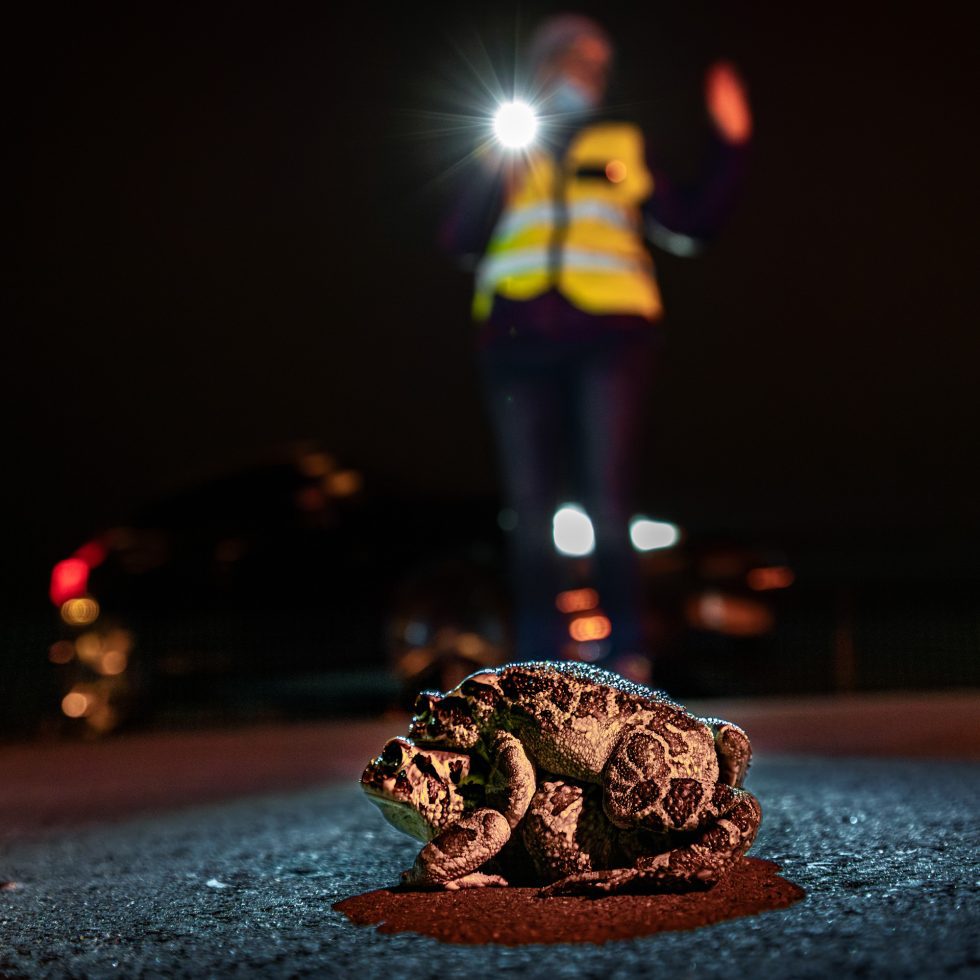 Home - Western Leopard Toad