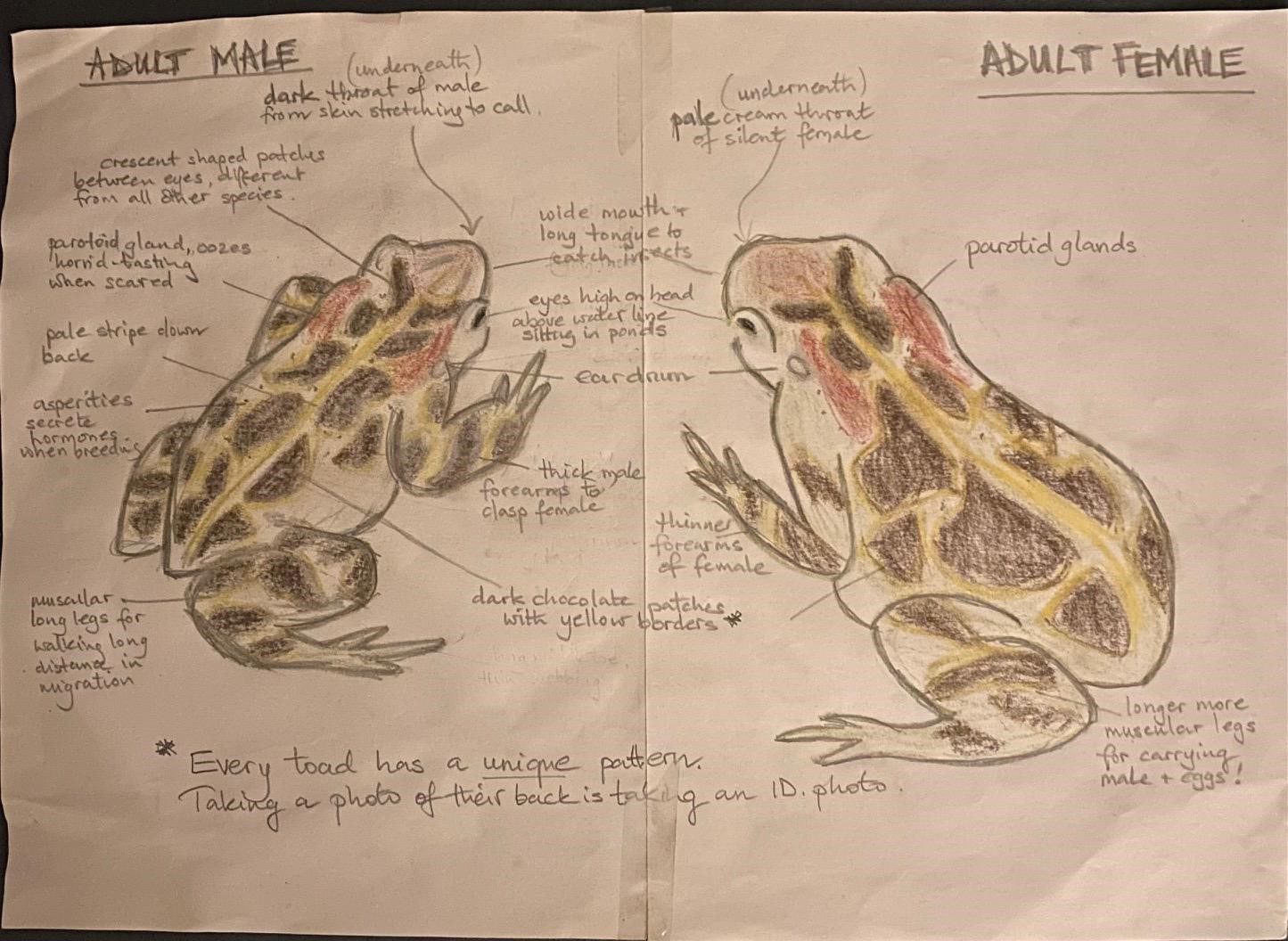 About the WLT | Western Leopard Toad Conservation Committee